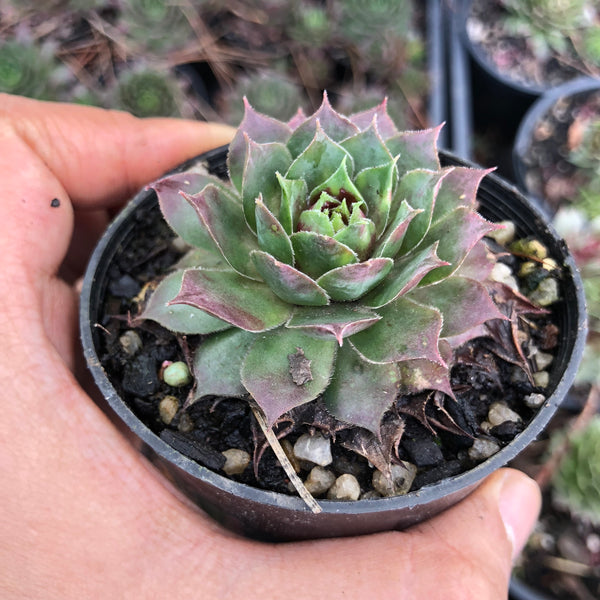 Sempervivum 'Gay Jester' – LET LOVE GROW (Succulent & Cactus)