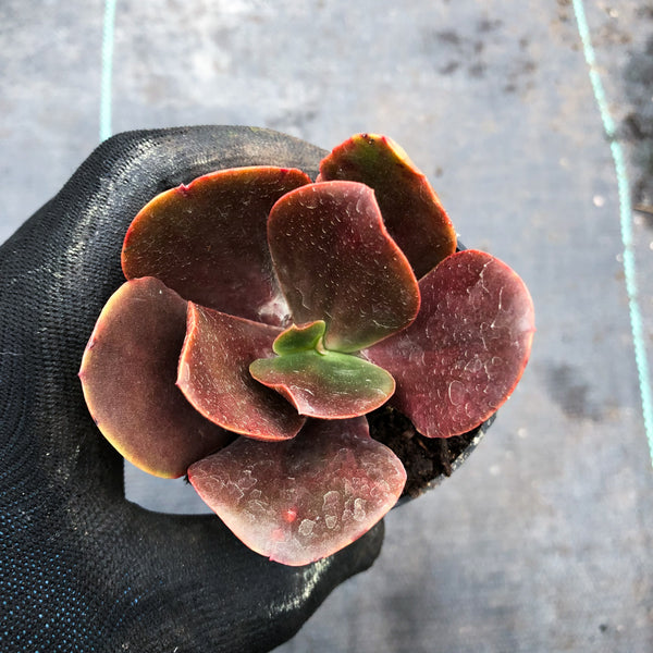 Echeveria 'Fireball' (1 x CUTTING) – LET LOVE GROW (Succulent & Cactus)