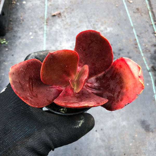 Echeveria 'Fireball' (1 x CUTTING) – LET LOVE GROW (Succulent & Cactus)