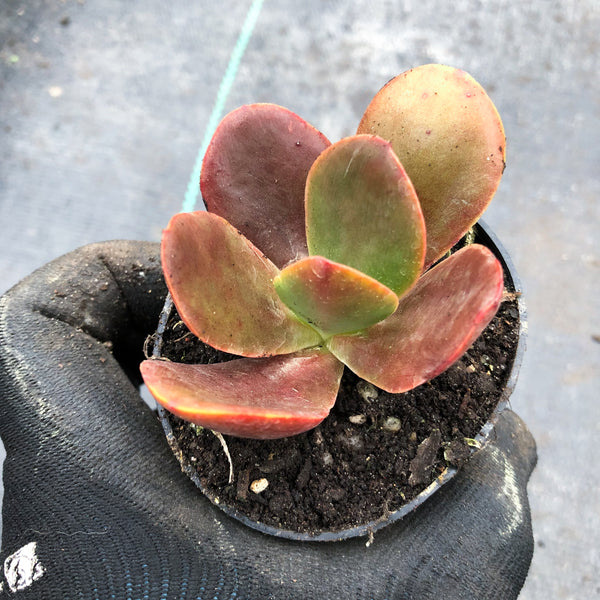 Echeveria 'Fireball' (1 x CUTTING) – LET LOVE GROW (Succulent & Cactus)