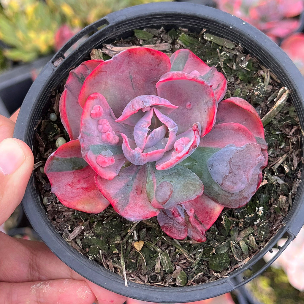 Echeveria Beyonce Rainbow Variegated – LET LOVE GROW (Succulent & Cactus)