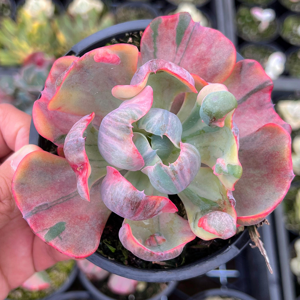 Echeveria Beyonce Rainbow Variegated – LET LOVE GROW (Succulent & Cactus)