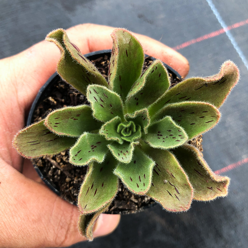 Aeonium smithii – LET LOVE GROW (Succulent & Cactus)