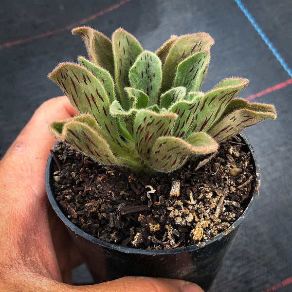 Aeonium smithii – LET LOVE GROW (Succulent & Cactus)