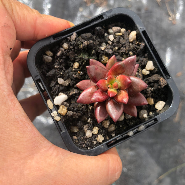 Sedeveria 'Jet Beads'(2HEADS) – LET LOVE GROW (Succulent & Cactus)