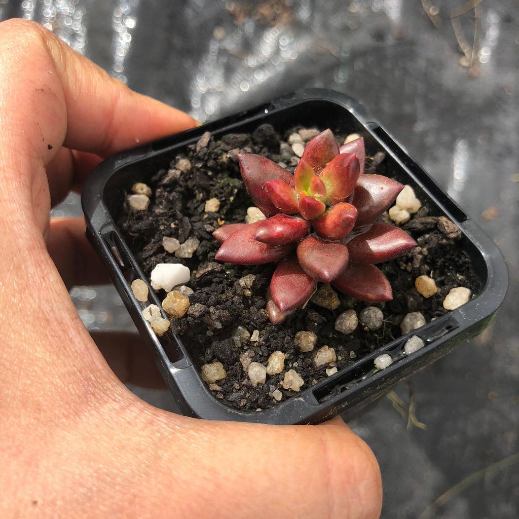 Sedeveria 'Jet Beads'(2HEADS) – LET LOVE GROW (Succulent & Cactus)