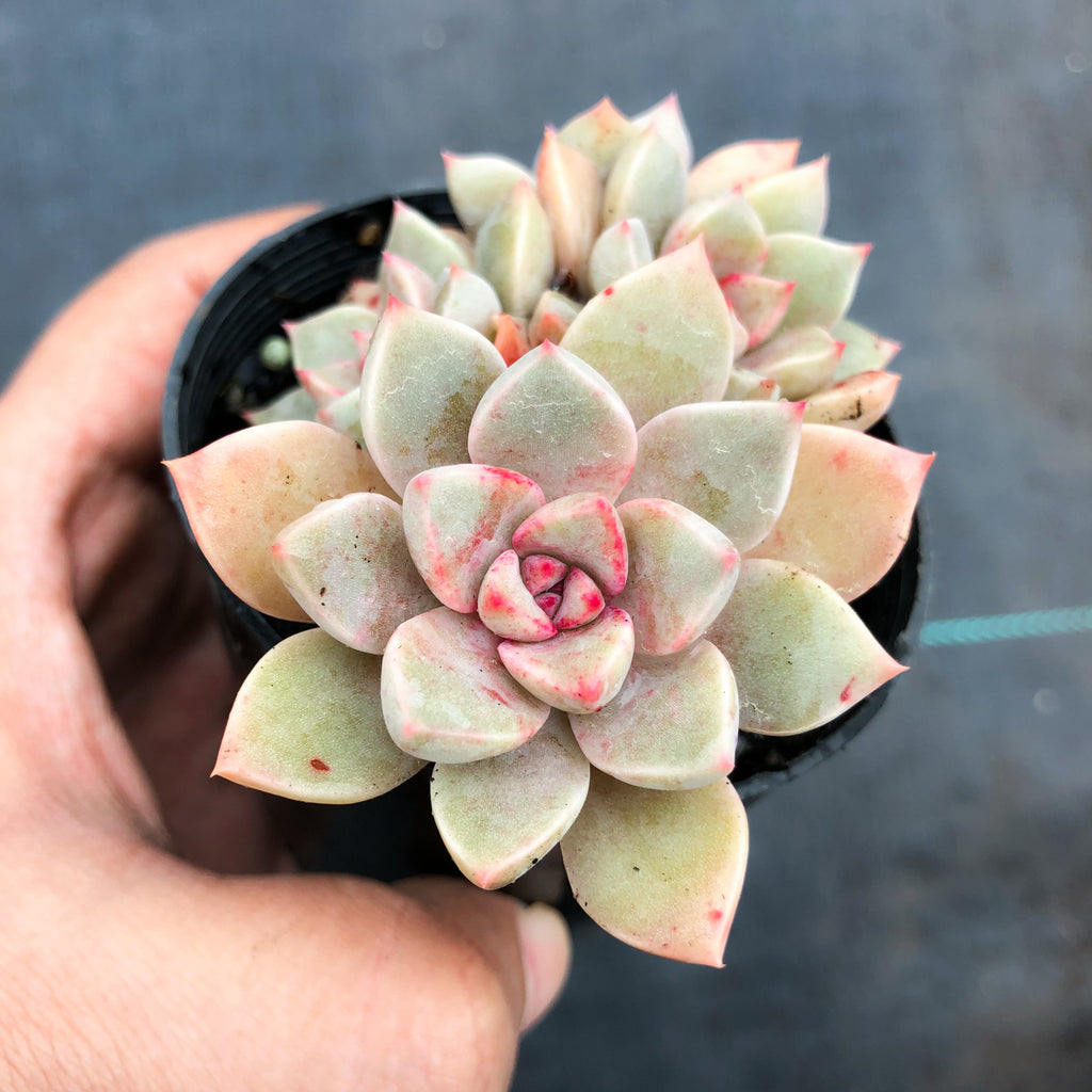 Graptoveria 'Rose Queen' – LET LOVE GROW (Succulent & Cactus)