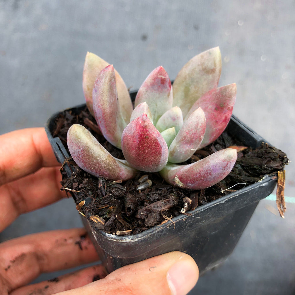 x Graptoveria ‘Royal Flush’ – LET LOVE GROW (Succulent & Cactus)