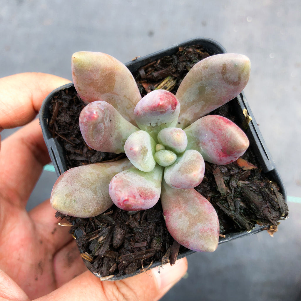 x Graptoveria ‘Royal Flush’ – LET LOVE GROW (Succulent & Cactus)