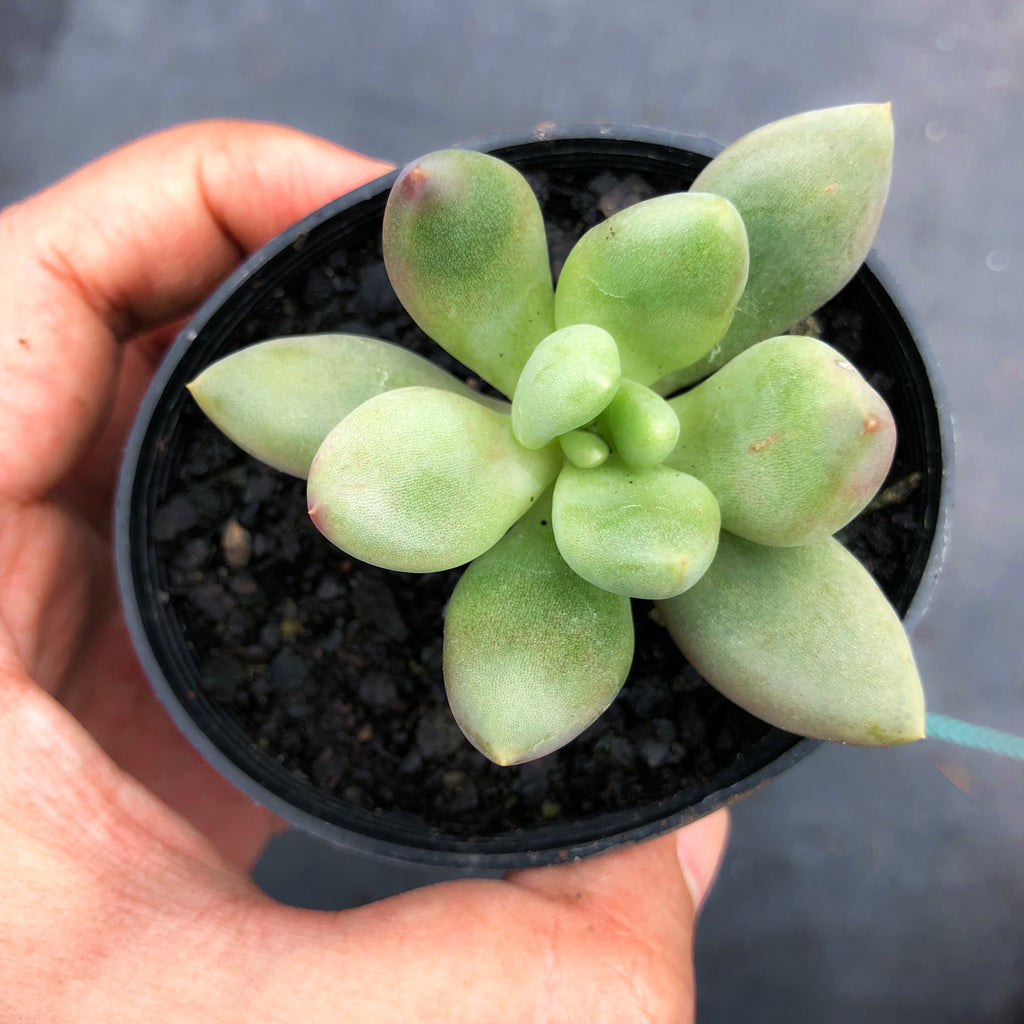 x Graptoveria ‘Royal Flush’ – LET LOVE GROW (Succulent & Cactus)