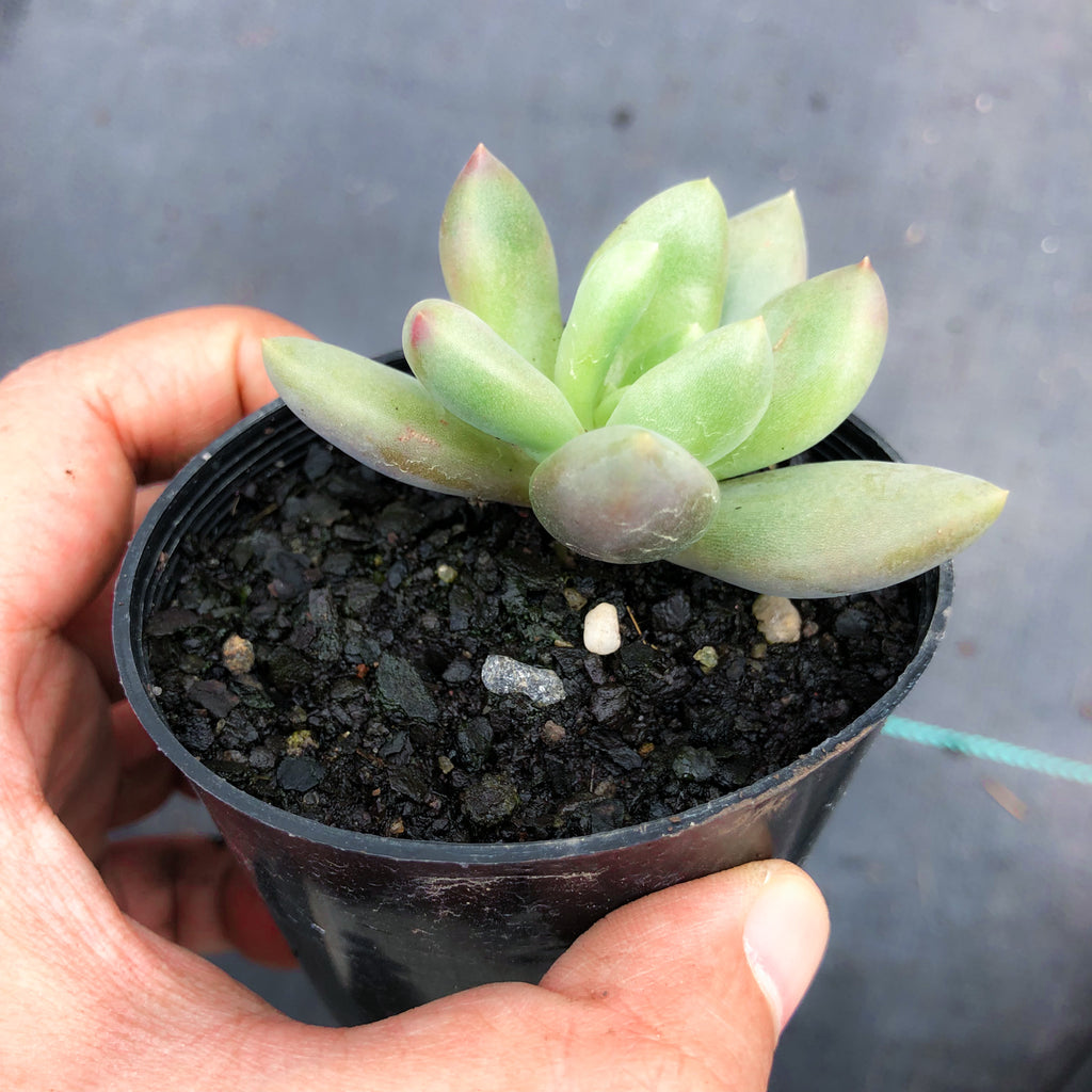 x Graptoveria ‘Royal Flush’ – LET LOVE GROW (Succulent & Cactus)