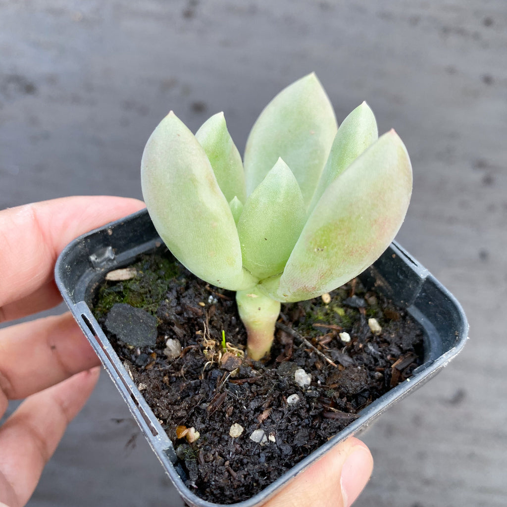x Graptoveria ‘Royal Flush’ – LET LOVE GROW (Succulent & Cactus)