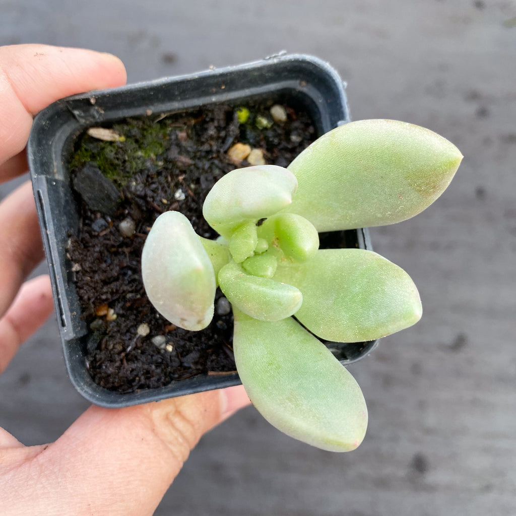 x Graptoveria ‘Royal Flush’ – LET LOVE GROW (Succulent & Cactus)