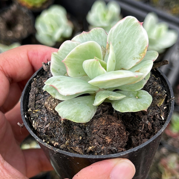Echeveria Mocha Variegated – LET LOVE GROW (Succulent & Cactus)