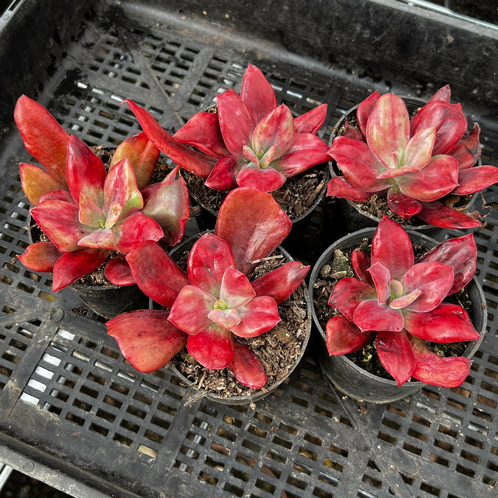 Echeveria 'Diamond State' Variegated – LET LOVE GROW (Succulent & Cactus)