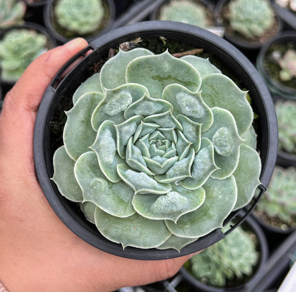 Echeveria Mexican Tears (Bump leaves) – LET LOVE GROW (Succulent & Cactus)