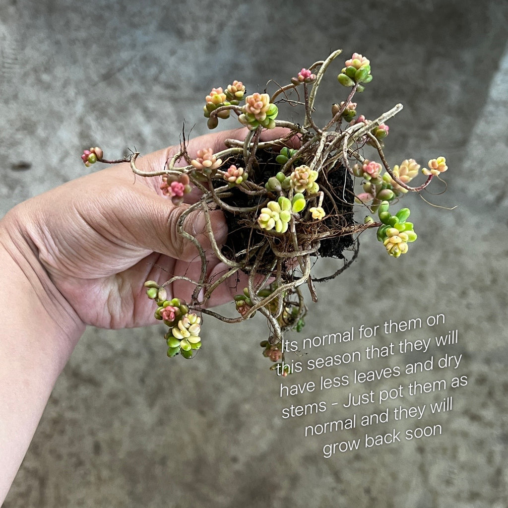 Sedum Golden Rice - Sedum Orizifolium Variegata – LET LOVE GROW ...