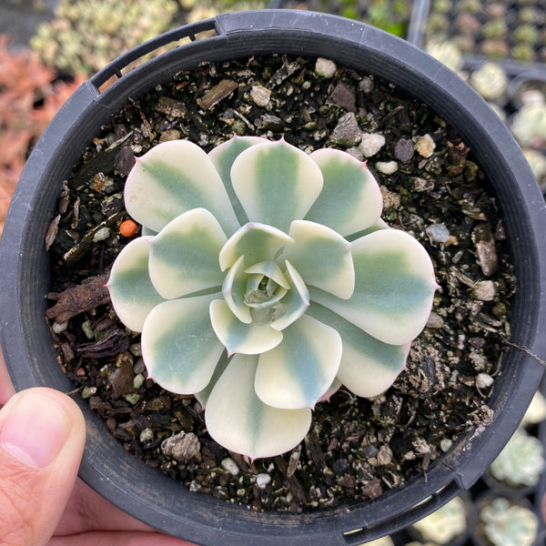 Variegated and Created Plants – LET LOVE GROW (Succulent & Cactus)