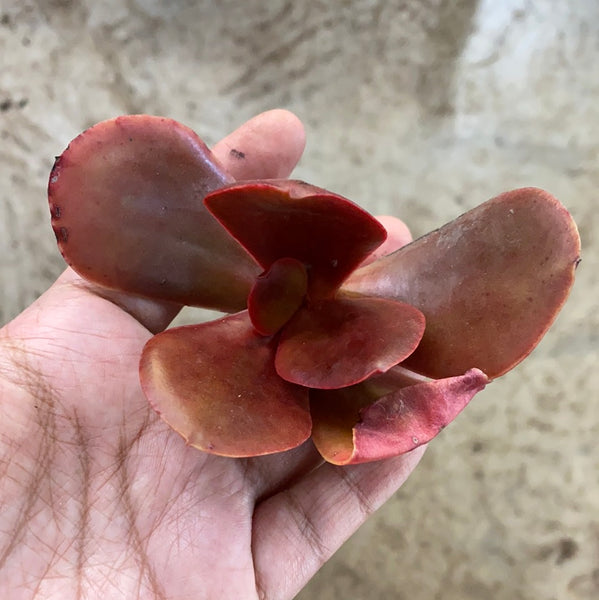 Echeveria 'Fireball' (1 x CUTTING) – LET LOVE GROW (Succulent & Cactus)