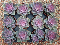 Take $8 off each plant – LET LOVE GROW (Succulent & Cactus)